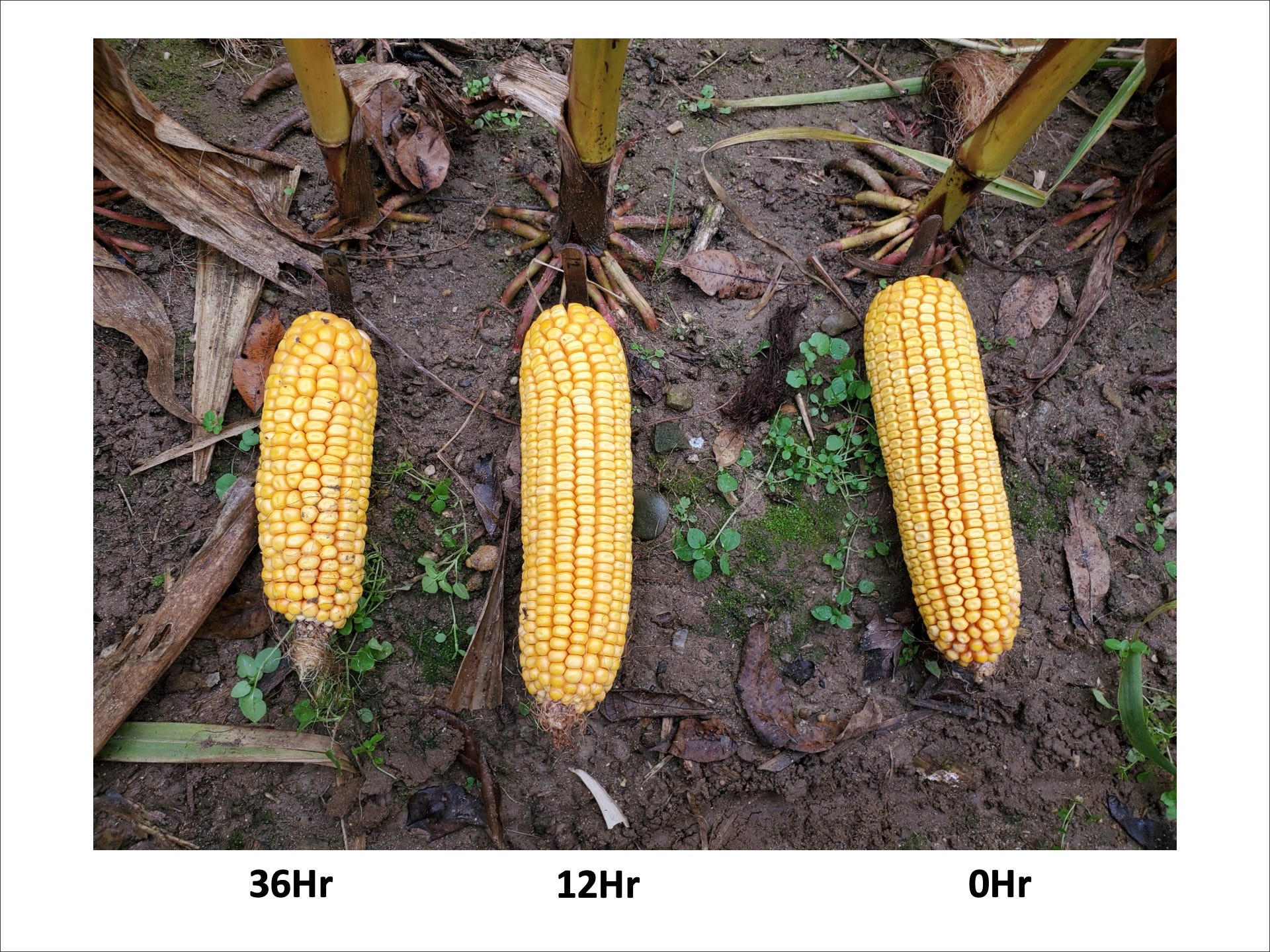 Uniform emergence — why it matters to your corn yields - Michigan Farm News