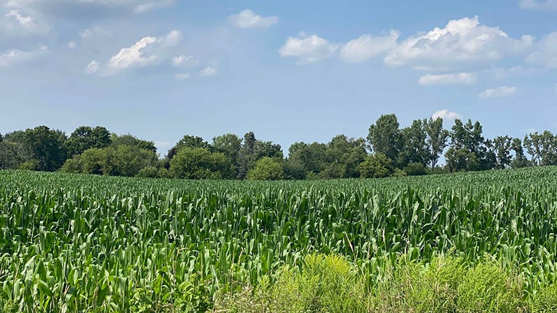 MI wheat harvest jumps 21%, crop conditions hold steady, disease ...