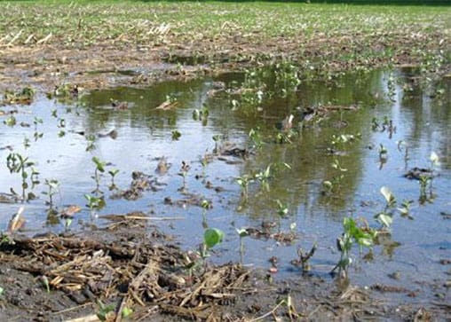 Evaluating flooded crops: Remove debris, drain water, then wait ...