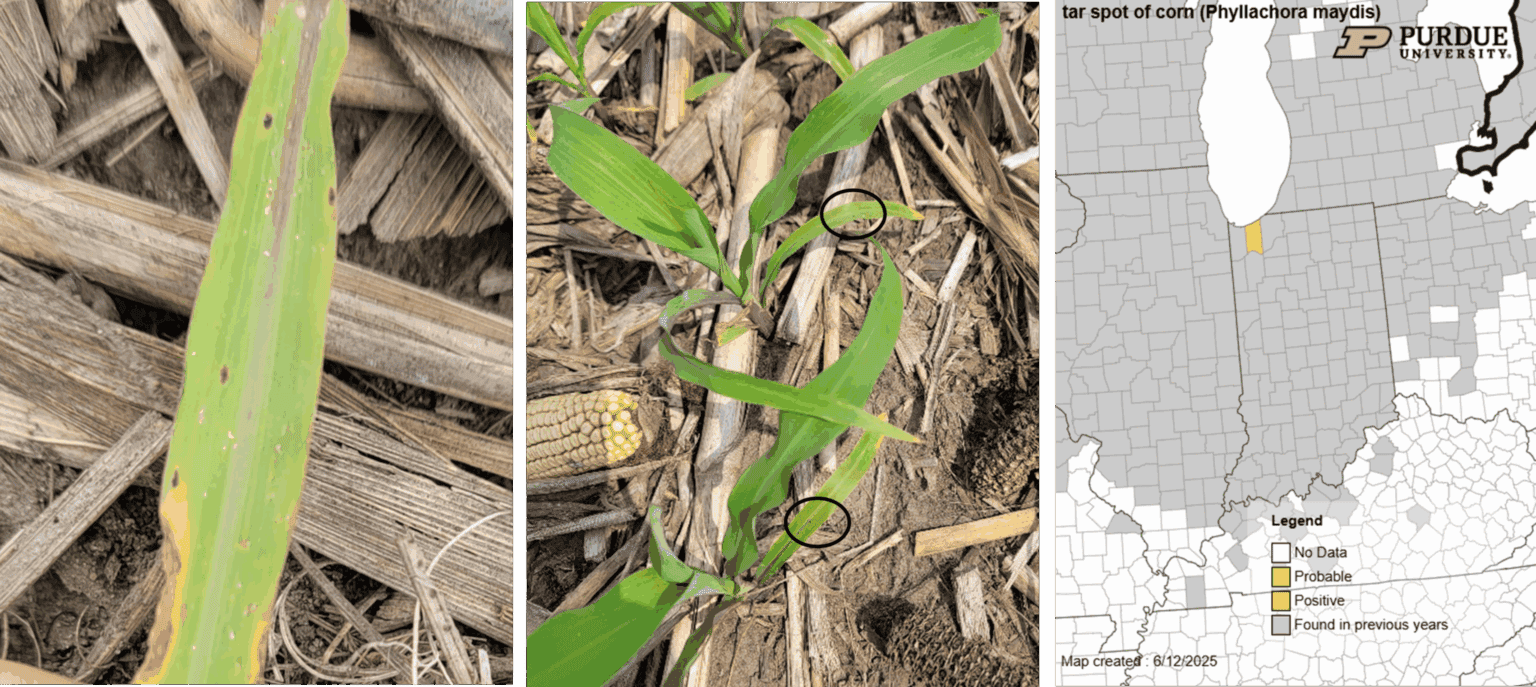 First 2025 tar spot detection confirmed near Michigan/Indiana state ...