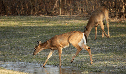Bovine TB found in Indiana wild, white-tailed deer - Michigan Farm News