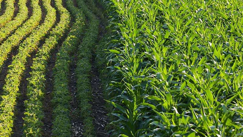 Corn acreage up, soybeans down in Michigan, US - Michigan Farm News