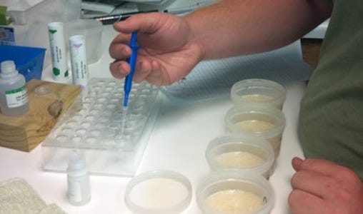 Should you test wheat for Vomitoxin levels before delivery? - Michigan ...