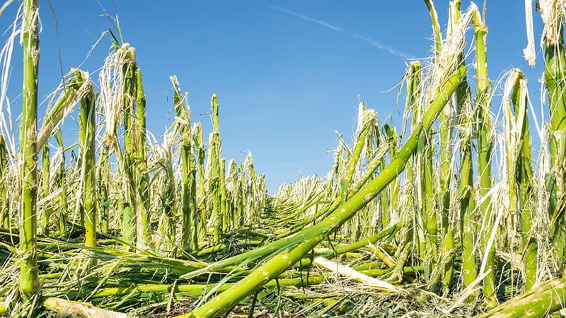 USDA announces higher premium support for ECO crop insurance coverage ...