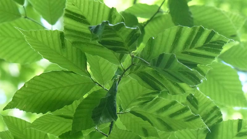 Be on the lookout for beech leaf disease - Michigan Farm News