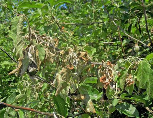 Fire blight survey—your feedback is needed - Michigan Farm News