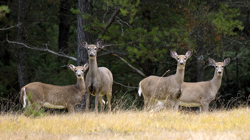 Kalamazoo County Farm Bureau hosting first 'Doe Derby' — venison ...