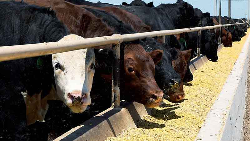 Beef Quality Assurance shifts focus to consumers - Michigan Farm News
