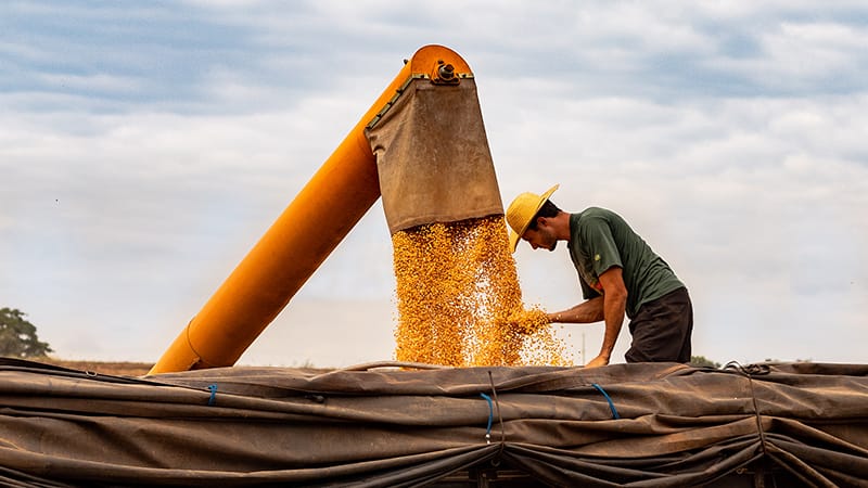 Brazil on track for a monster corn harvest — but there's a catch for ...