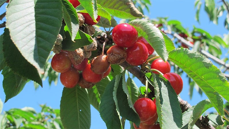 Gov. Whitmer urges disaster declaration for sweet cherries in letter to ...