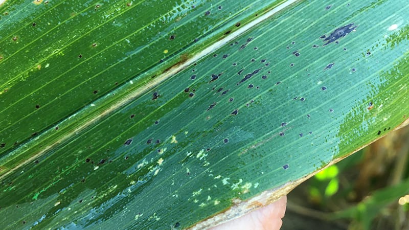 Tar spot confirmed in Monroe County: Should you be concerned ...