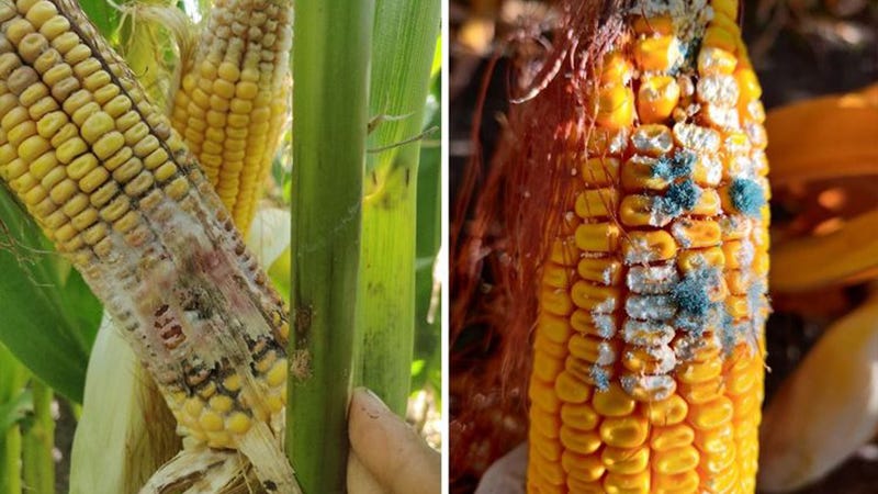 Mycotoxins in Michigan corn silage: 2019-20 data and call for 2021 ...