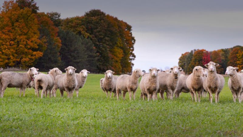 USDA to conduct study on sheep, lamb health and management - Michigan ...