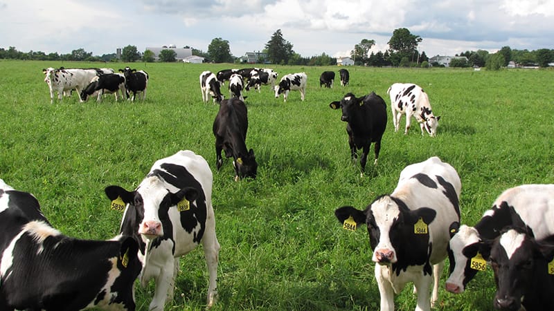 USDA publishes Origin of Livestock final rule for organic dairy ...