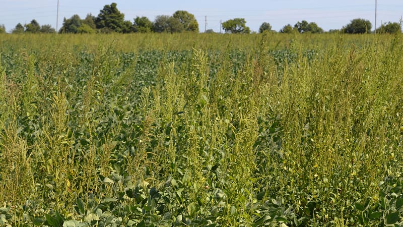 Testing for herbicide-resistant weeds confirms challenges in Michigan ...