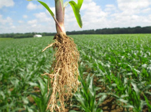 Preventing sidewall compaction in field crops - Michigan Farm News