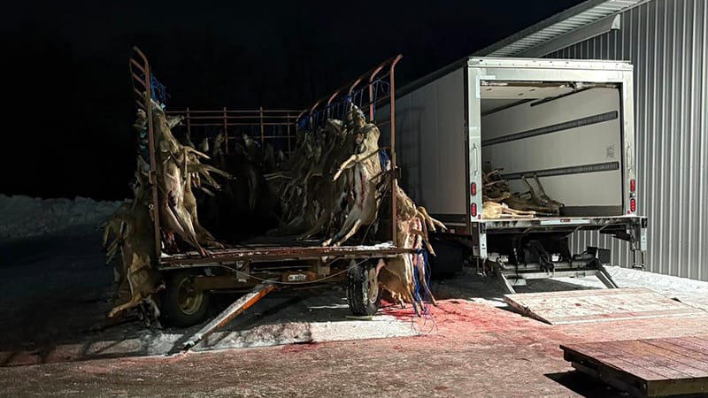 Deer harvest totals up in 2024-25; more is needed to stabilize deer ...