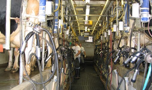 Dairy overproduction continues, crop prices slip again - Michigan Farm News
