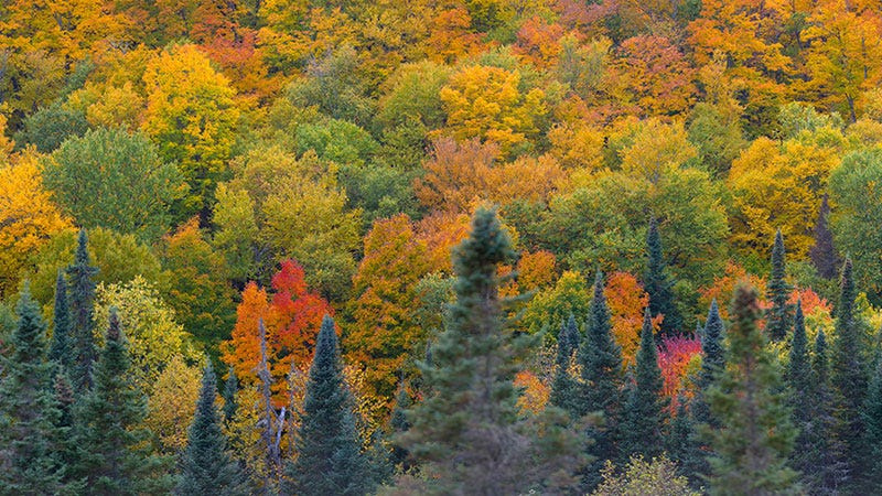 Offer feedback on forest management plans at open house events ...