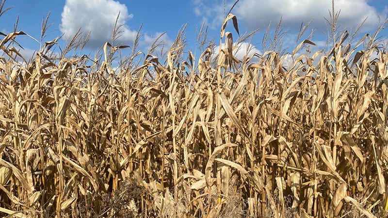 Michigan harvest crawls along as nearly half the state reports surplus ...