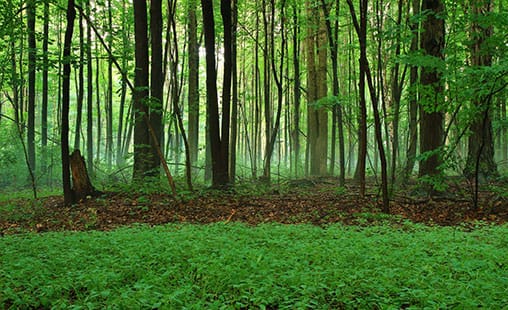 Funds available to improve forest habitat for birds - Michigan Farm News