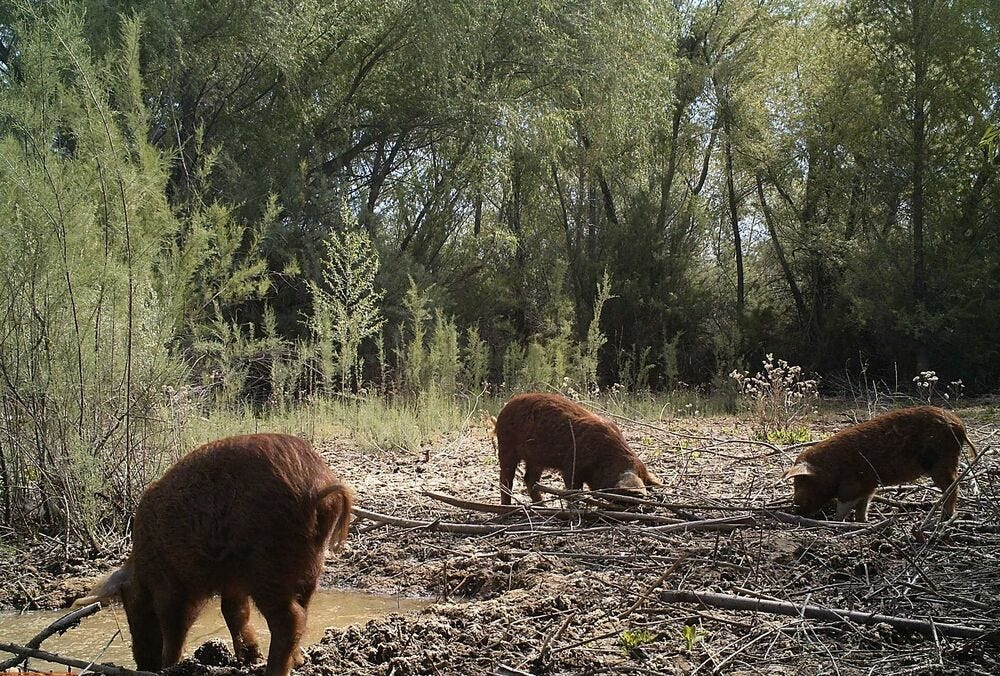 USDA invests $11.65M to control destructive feral swine - Michigan Farm ...