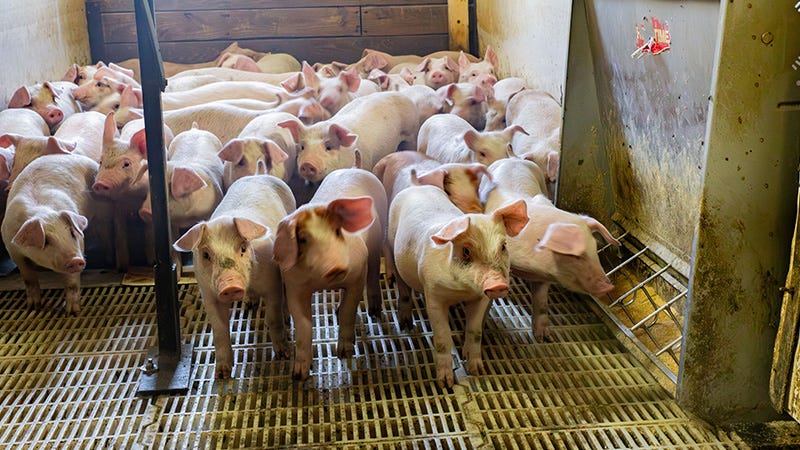 Barton Farms remembers PPP loans helping them survive, adapt - Michigan ...