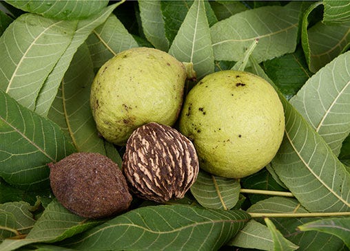 Michigan revises Thousand Cankers Disease of Walnut quarantine ...