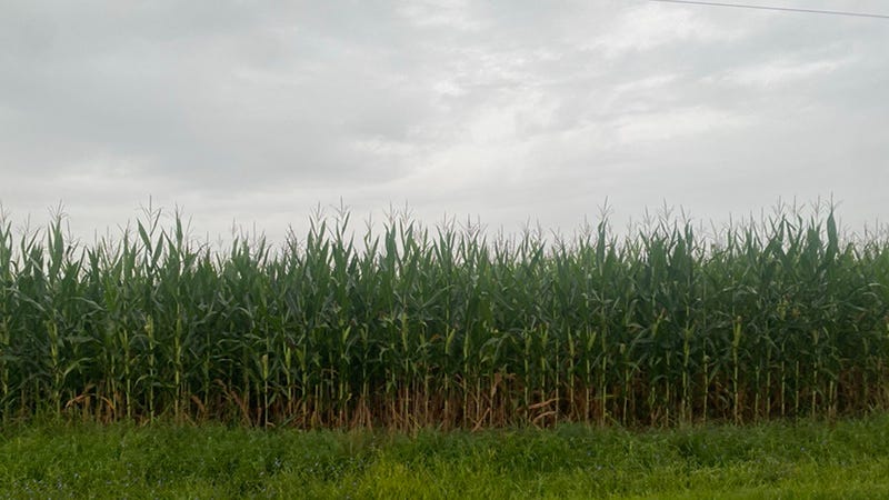 Bumpy road continues for Michigan corn, soybean conditions - Michigan ...