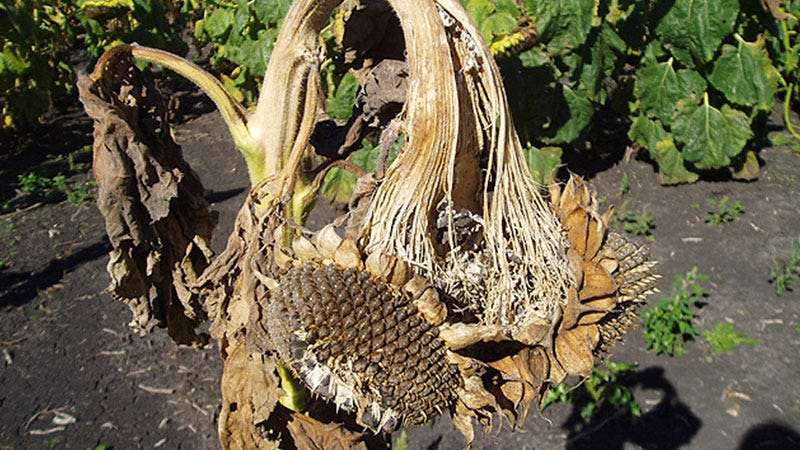 Breakthrough made in white mold stem rot - Michigan Farm News