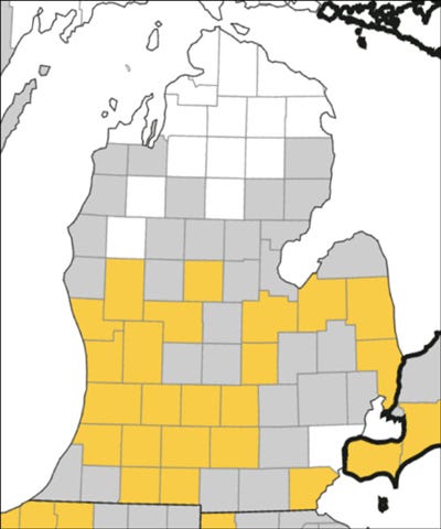 Tar spot spreads, disease pressures build for Michigan crops - Michigan ...