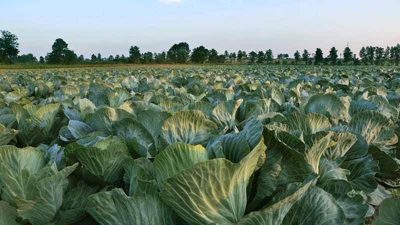 Noninsured Crop Disaster Assistance Program application deadlines ...