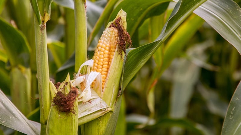 Can Michigan’s corn, soybeans reach maturity before frost hits ...