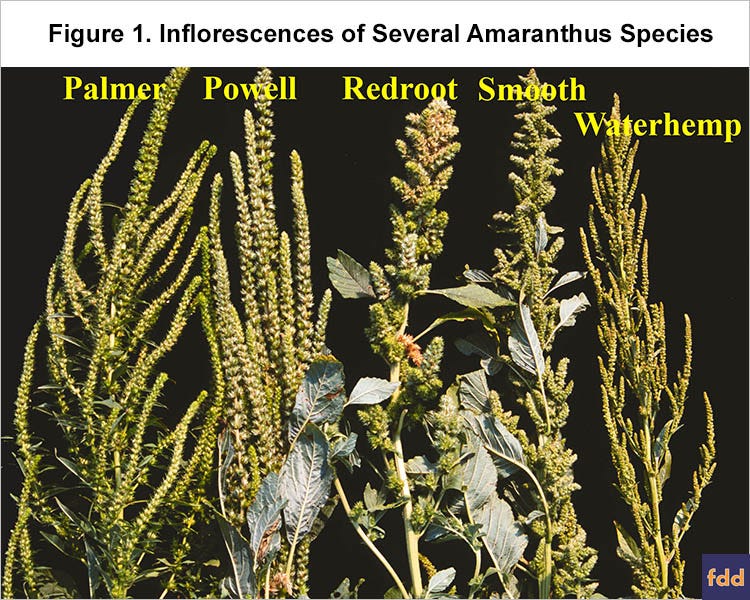 Remain vigilant for Palmer Amaranth - Michigan Farm News
