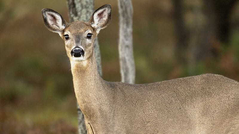 DNR announces field trial for the study of vaccinating deer against ...