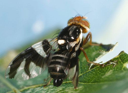 Managing apple maggots with insecticides - Michigan Farm News