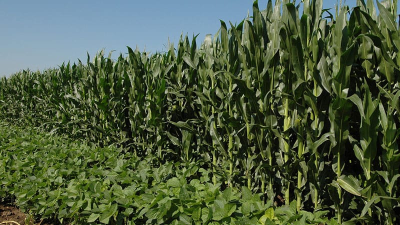 The corn-soybean ratio and its potential impact on farm profits ...