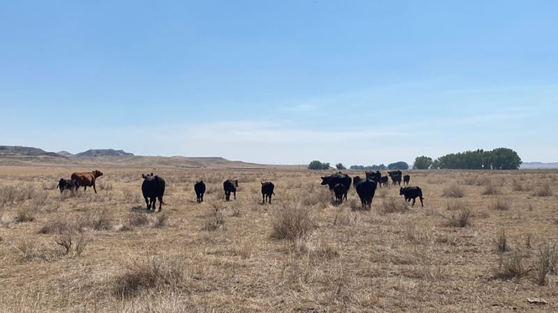 Three drought years expected to push US cattle inventory to 72-year low ...