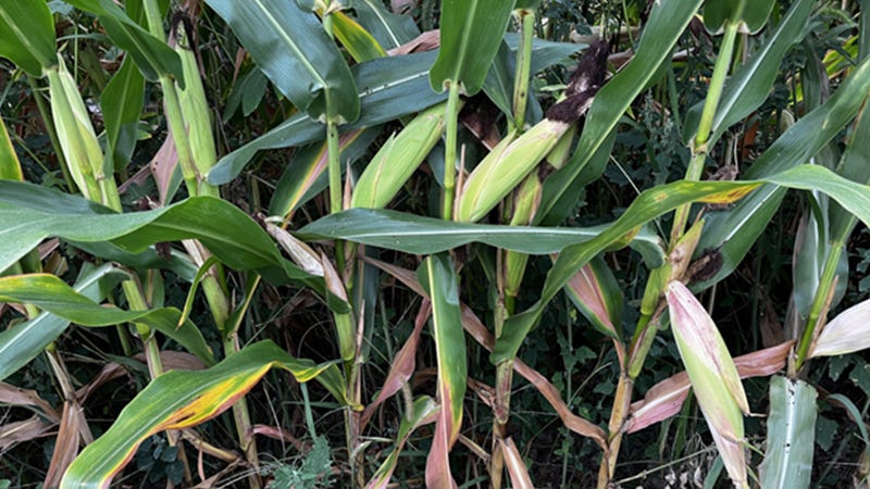 Michigan corn sees some maturity improvements, disease concerns linger ...