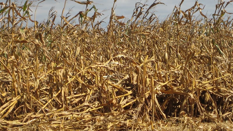 Five signs of foliar disease to look for when harvesting corn ...