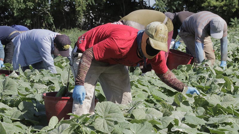 Five MI agricultural employers receive $1.6M in USDA labor grants ...