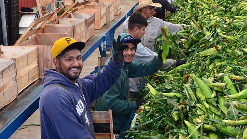 Farm Bureau: Farmers need meaningful ag labor reform - Michigan Farm News