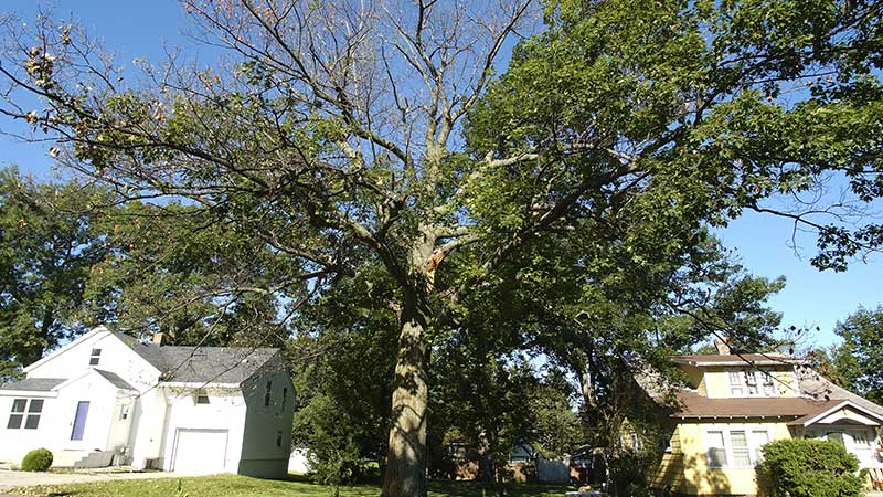 Keep oak trees healthy by helping prevent oak wilt disease - Michigan ...