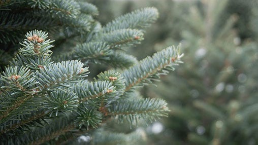 Dutchman Tree Farms – cultivating holiday cheer - Michigan Farm News