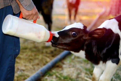 Storing colostrum: dos and don'ts - Michigan Farm News