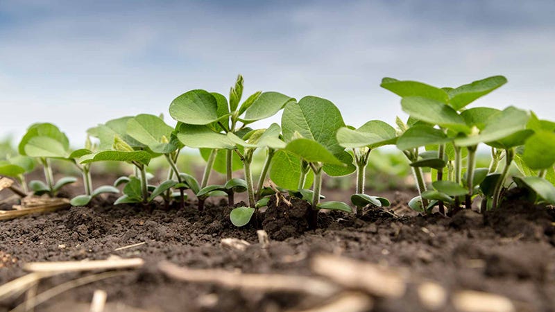 'Transformational technology' — Corteva invests $25M to accelerate gene ...