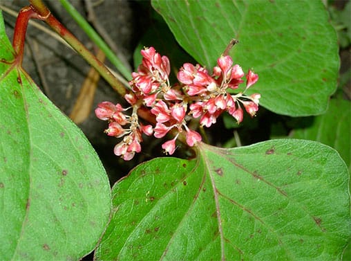 Japanese Knotweed Symposium offered in St. Joe - Michigan Farm News