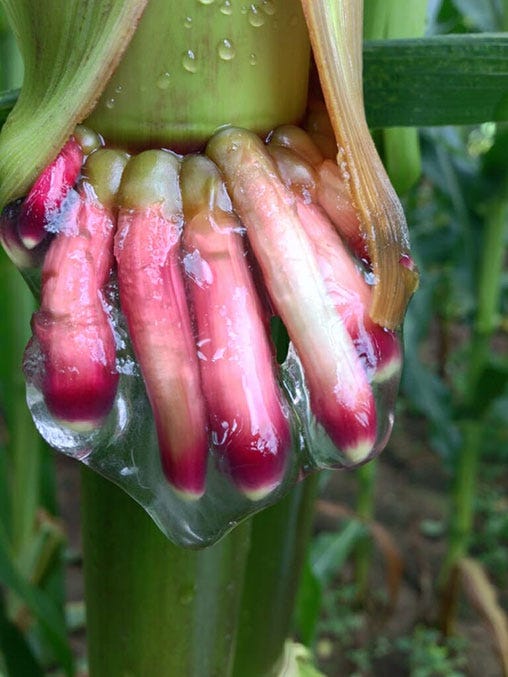 Discovery of nitrogen fixation in corn announced - Michigan Farm News