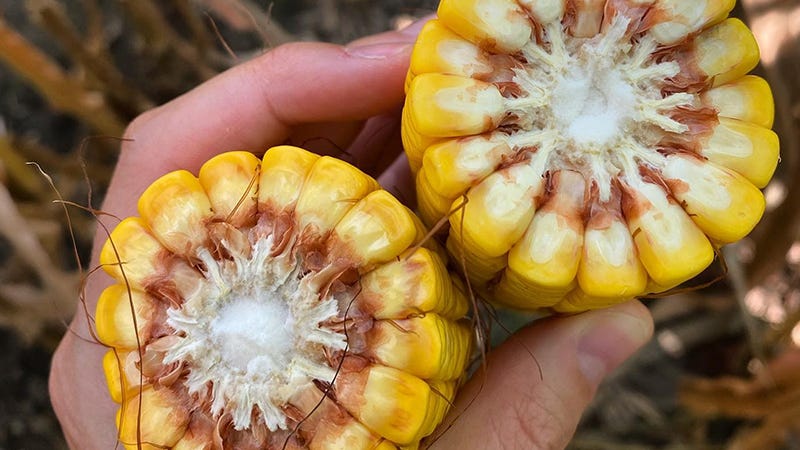 Feeling the heat: Michigan corn maturity marches on - Michigan Farm News