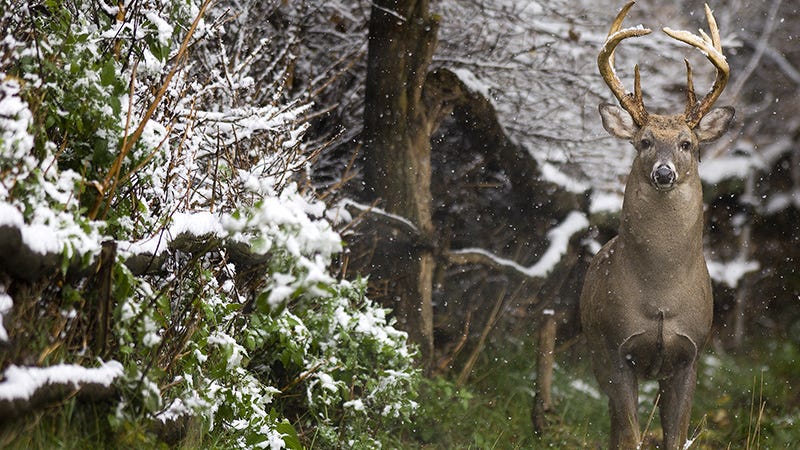 DNR launches Deer Management Initiative to tackle contemporary ...